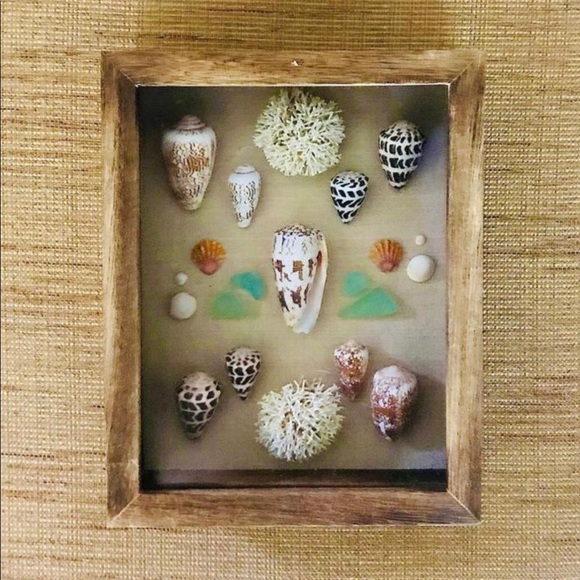Wall Decor | Rare Hawaiian Sea Shell Shadowbox | Poshmark